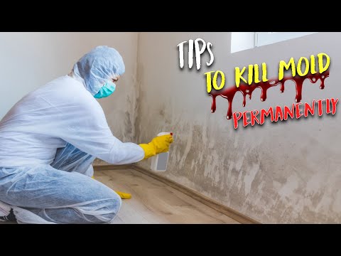 Say Goodbye to Mold: Essential Tips for a Mold-Free Home
