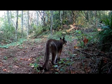 Cougar sighting!! Upper trail