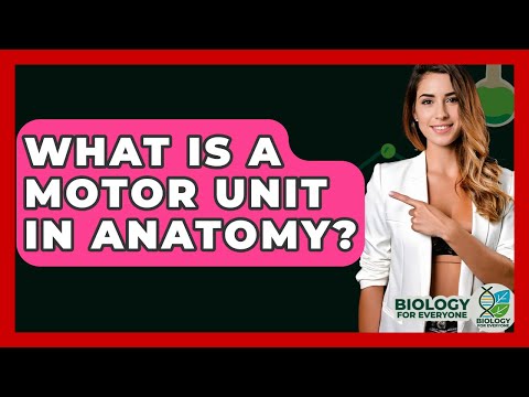What Is A Motor Unit In Anatomy? - Biology For Everyone
