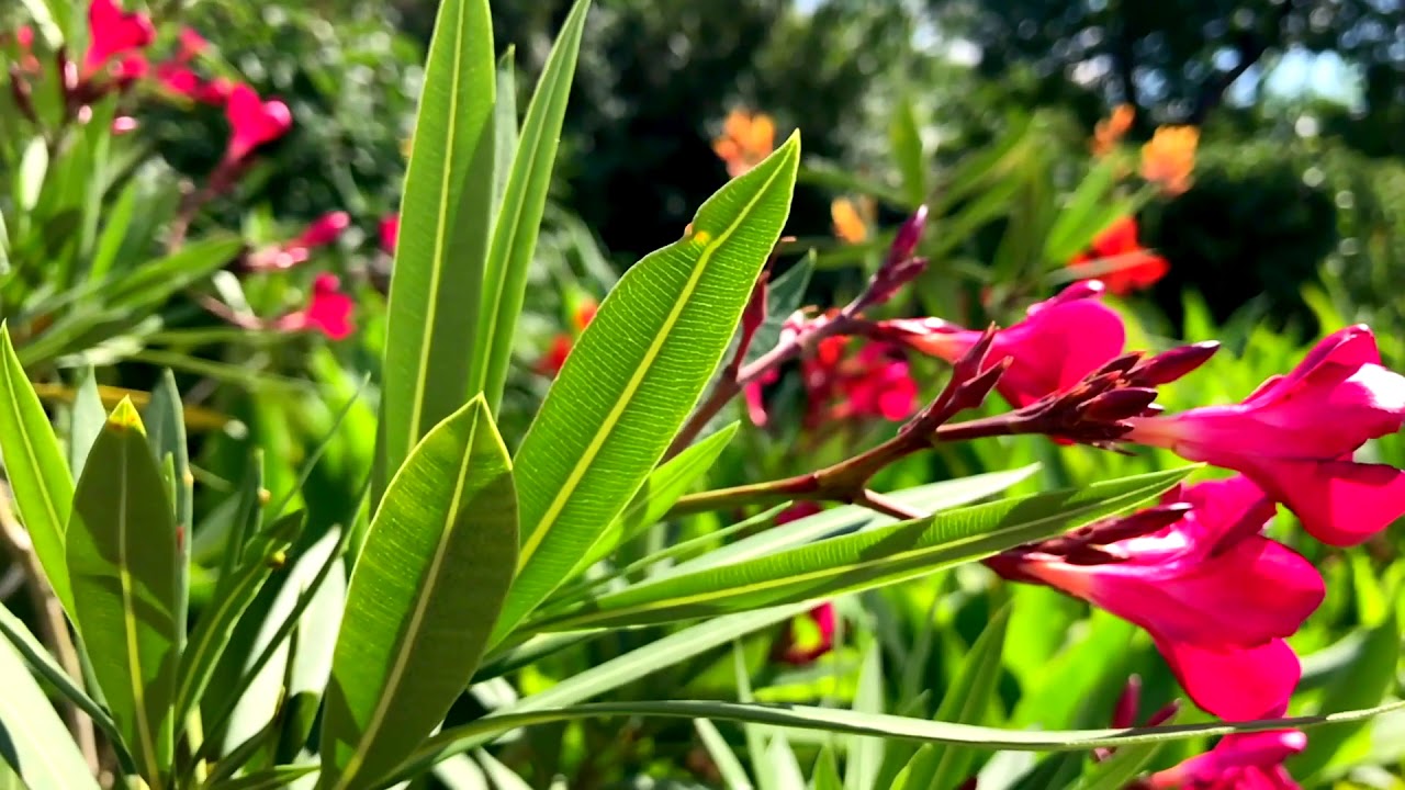Beautiful Pink Flowers - Royalty Free Stock Footage