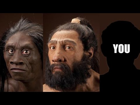 How Many Species of Human Are There?
