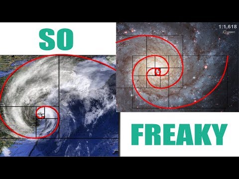 Fibonacci Sequence in Nature