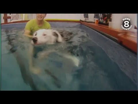 The Total Dog: Fitness for Fido