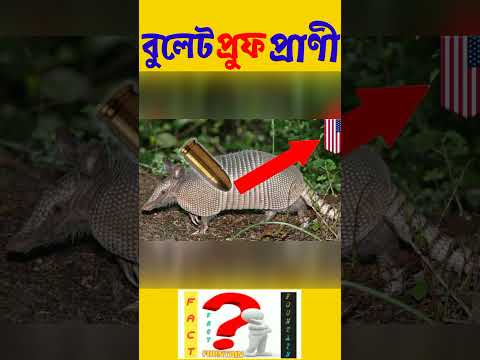 বুলেট প্রুফ প্রাণী || #armadillo #fact #animals #shorts #bengali #shorts
