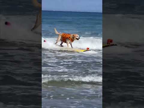 Cowabunga! 🐶 | 📹(IG) : charlie_surfsup