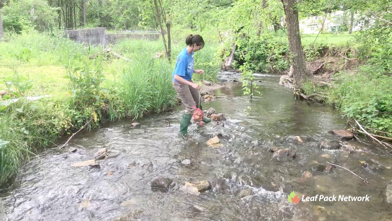 Leaf Pack Methods: Placing Packs in the Stream