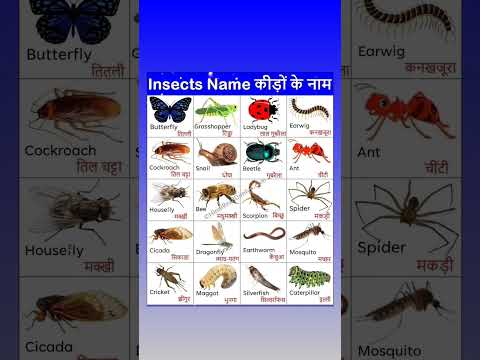 Insects Name in Hindi and English With Pictures 🐞| #insectsname #shorts🐛