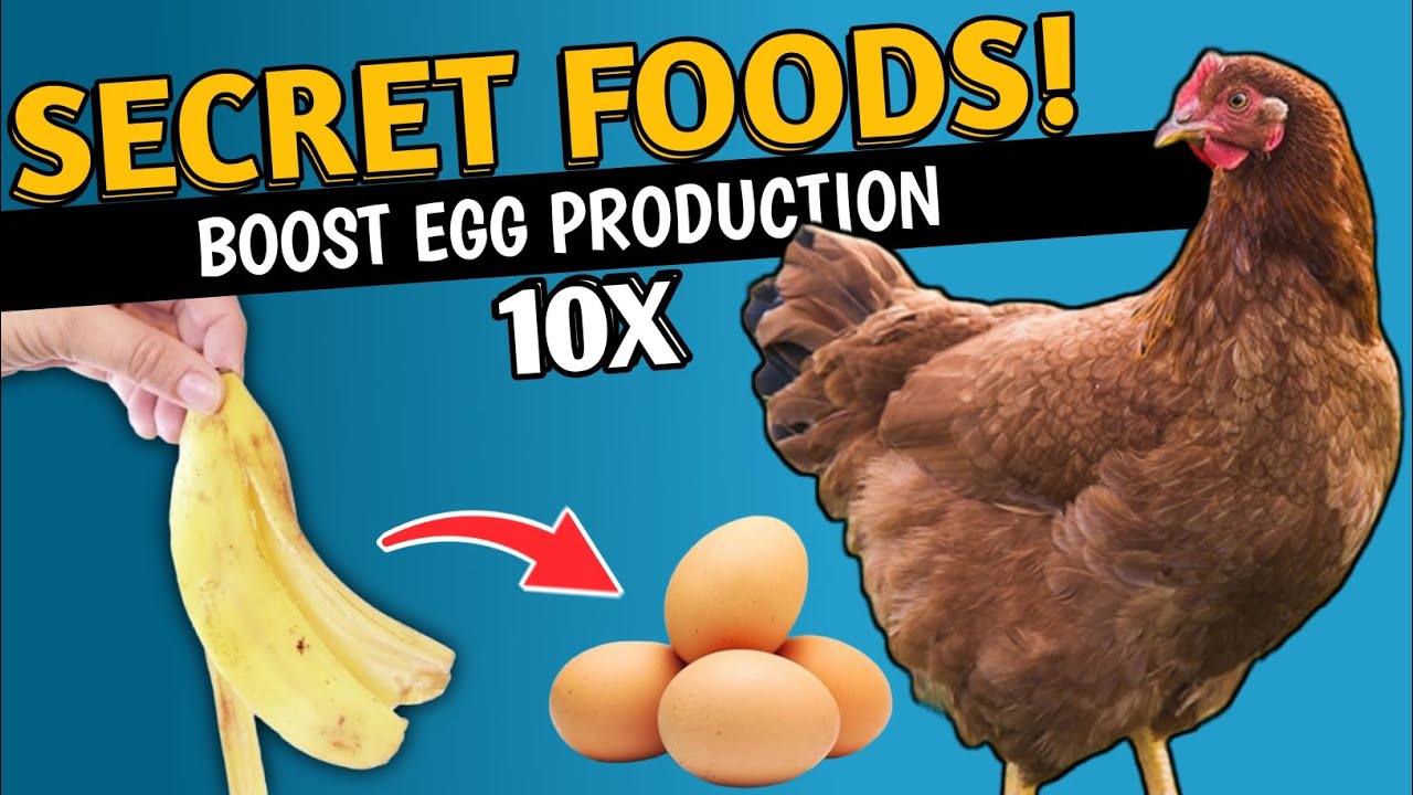 10 NATURAL FOODS To Boost EGG PRODUCTION In Chickens👌| Natural Chicken Feed | Backyard Chicken