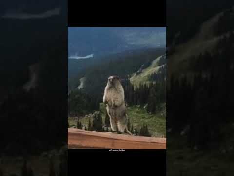 #screaming #gopher #funny #sigma #anime #football #phonk #gif #comedy #meme #gifs #viral #ronaldo