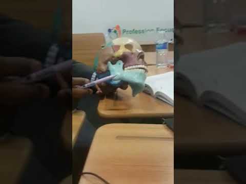 Mandible anatomy made easy for dental nurses....