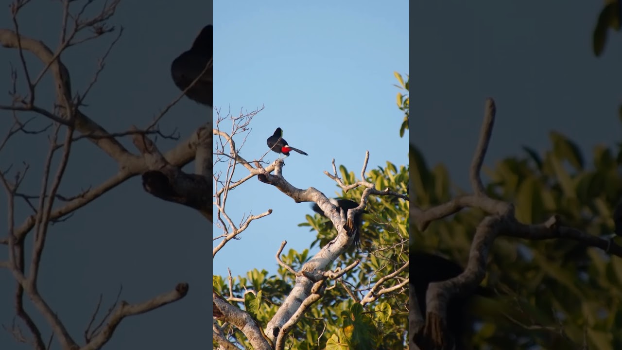 Why Do Toucans Have Such A Large, Colorful Bill? | NATURE Shorts | PBS