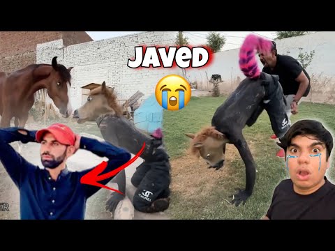 Javed Horse ban gaya 😭  javed😱 sw pet house 😎