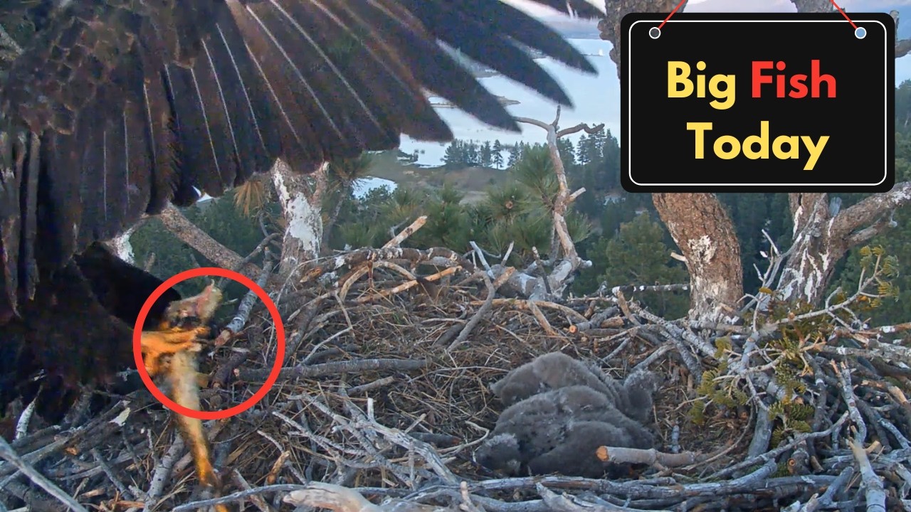 Jackie Delivers a BIG Fish 😱🐟🦅 Then Feeds the Eaglets