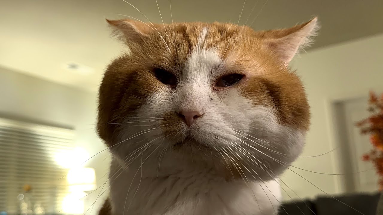 A responsive chirpy guy