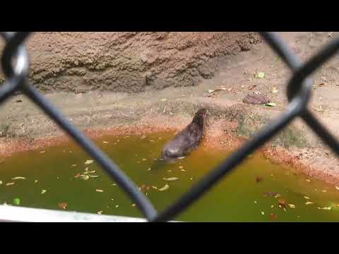 Jackson Zoo Full Tour 2022