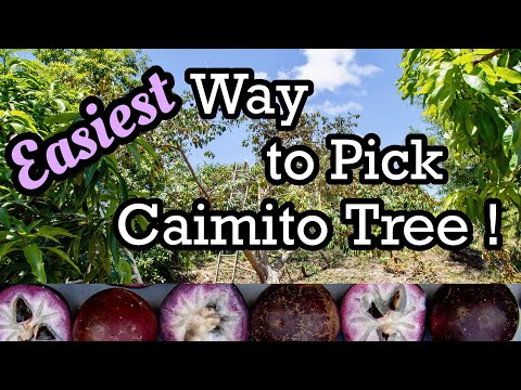 The EASIEST Way to Pick a Caimito (Star Apple) Tree!
