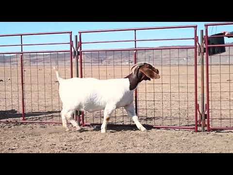 MKHD Desert Rose   The GOAT Sale 2023