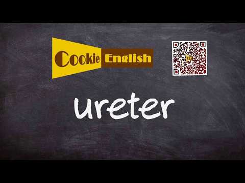 Ureter Pronunciation, Paraphrase, Listen & Practice