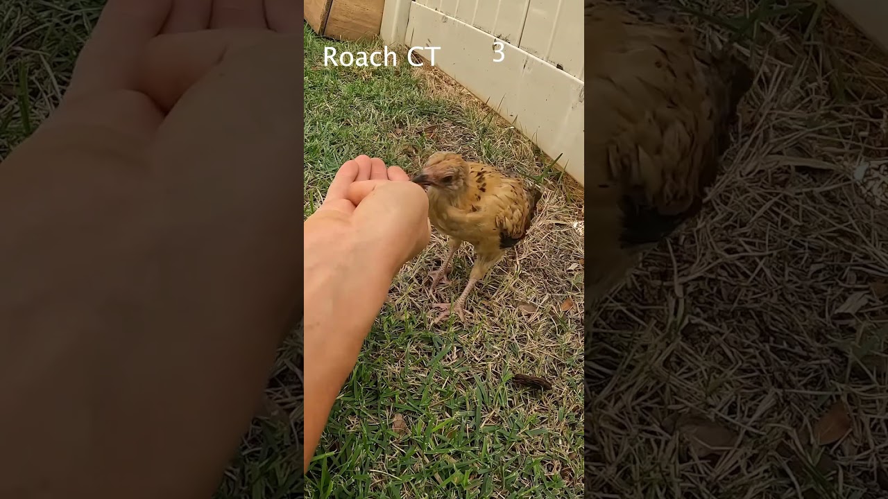 Feeding Live Roaches To My Little Chicky