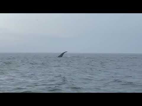 New Video Shows Whale That Capsized Boat in Portsmouth Shortly After Incident