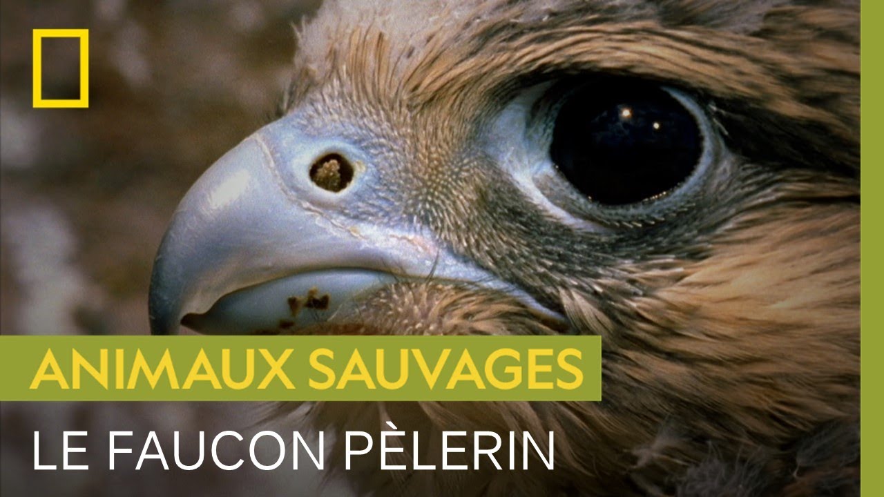 Documentaire | Le faucon pèlerin, animal le plus rapide du monde