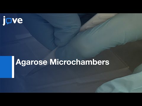 Agarose Microchambers:Long-Term Calcium Imaging-Caenorhabditis elegans