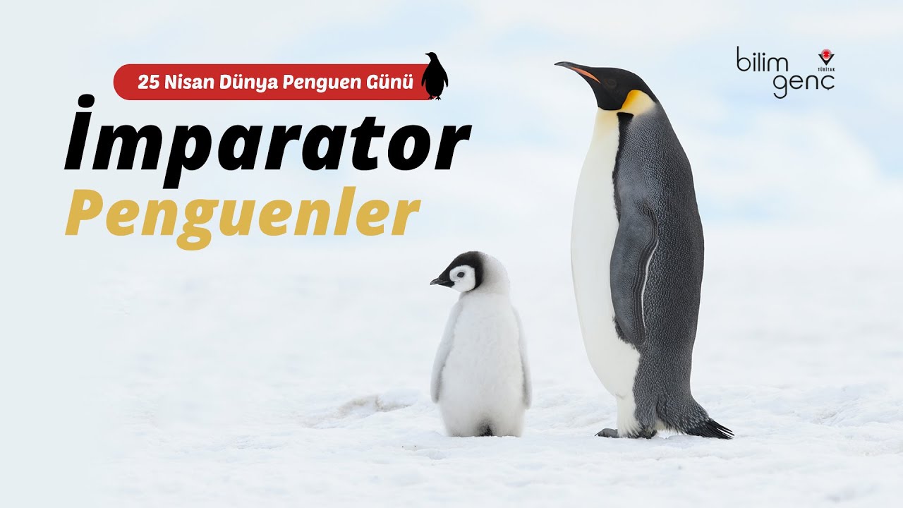 İmparator Penguenler