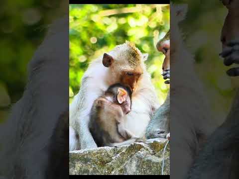 #monkey #lovemoney #monkeyvideo