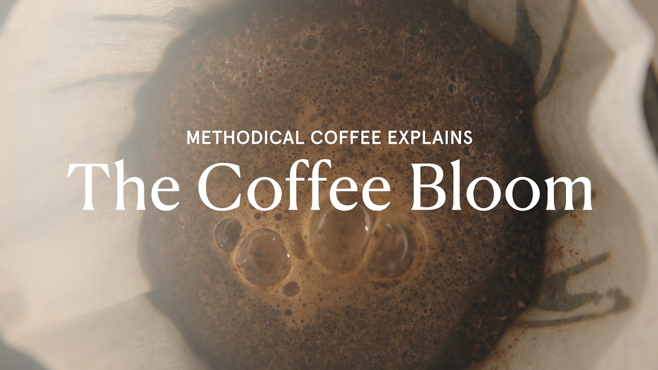 Coffee Bloom Explained: Why Your Pour Over Starts Here