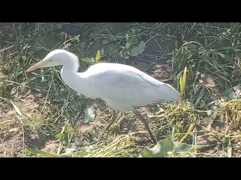 cattle egret birds waking in farm eat bugs an insct