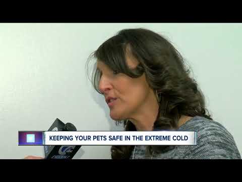 Why you need to check your pet's paws in the freezing temps