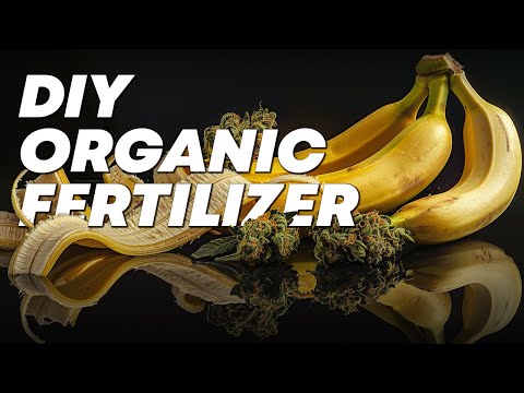 How to make FFJ Organic Fertilizer | Fast Buds