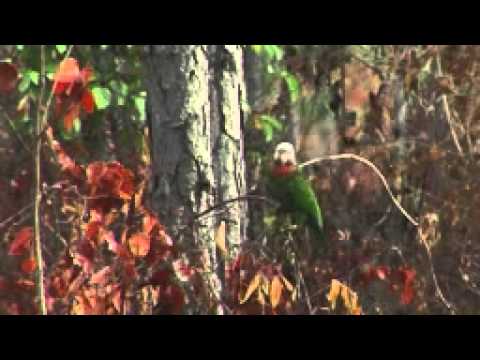 BAHAMA PARROTS: BAHAMAS NATIONAL TRUST DOCUMENTARY | ROLLING HARBOUR ABACO