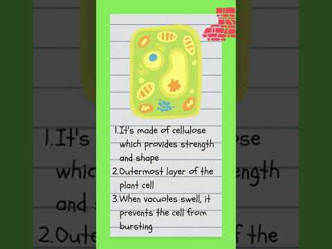 REVISIONBITE: GCSE Biology The Cell Wall (Edexcel,AQA,OCR)
