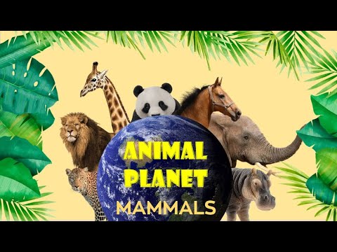 List of Animals | Mammals | Learn 29 Mammal Animals with Pictures | Animal Names & Facts in English