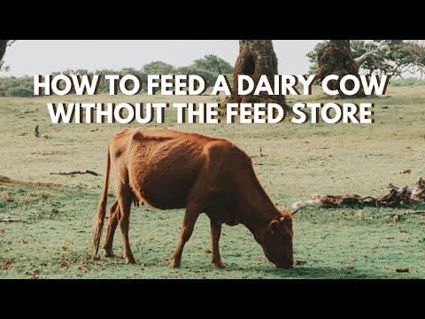 How to Feed a Dairy Cow Without The Feedstore