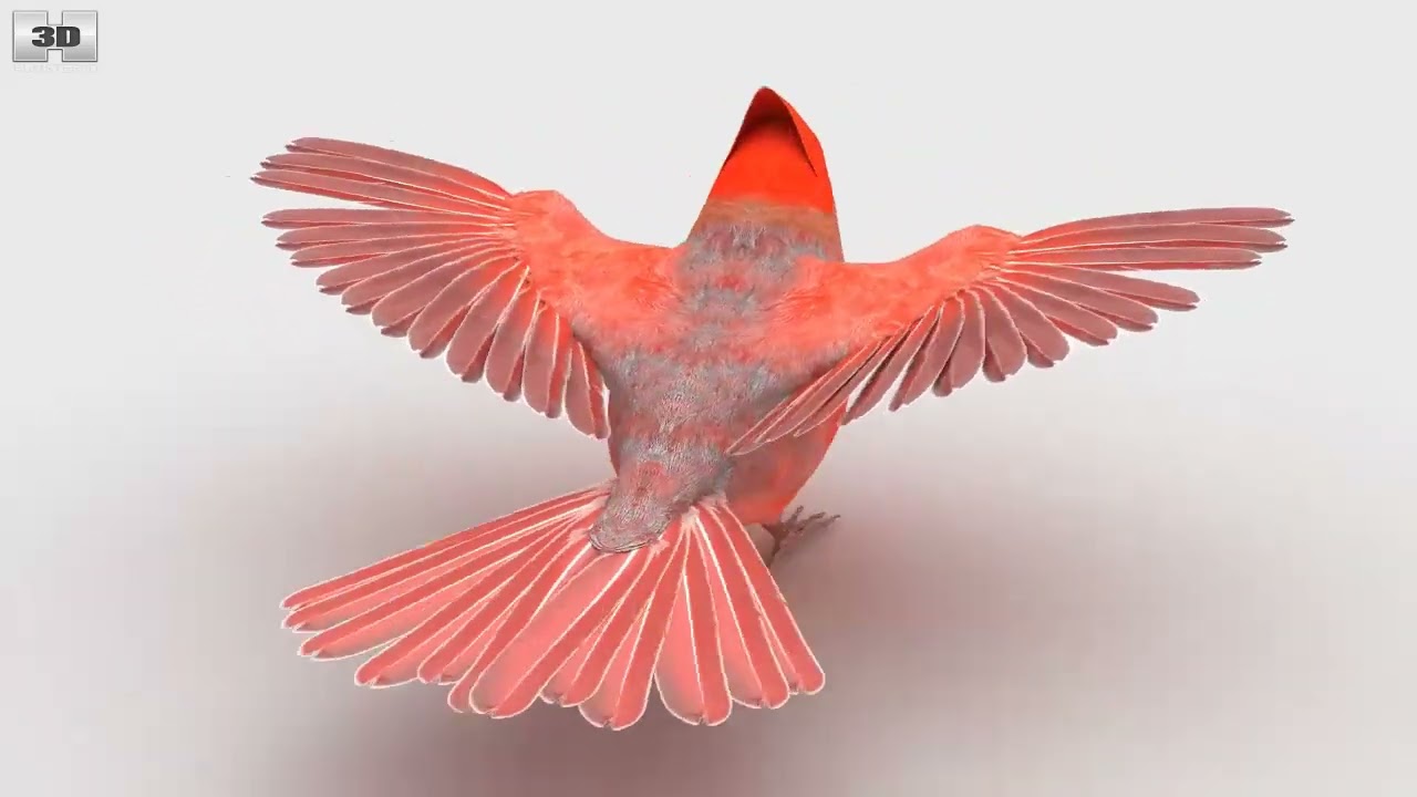 Cardinal Low Poly 3D model by 3DModels.org