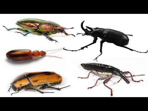 American Sign Language ASL Video Dictionary - beetle