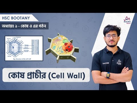 Macro School - Courses