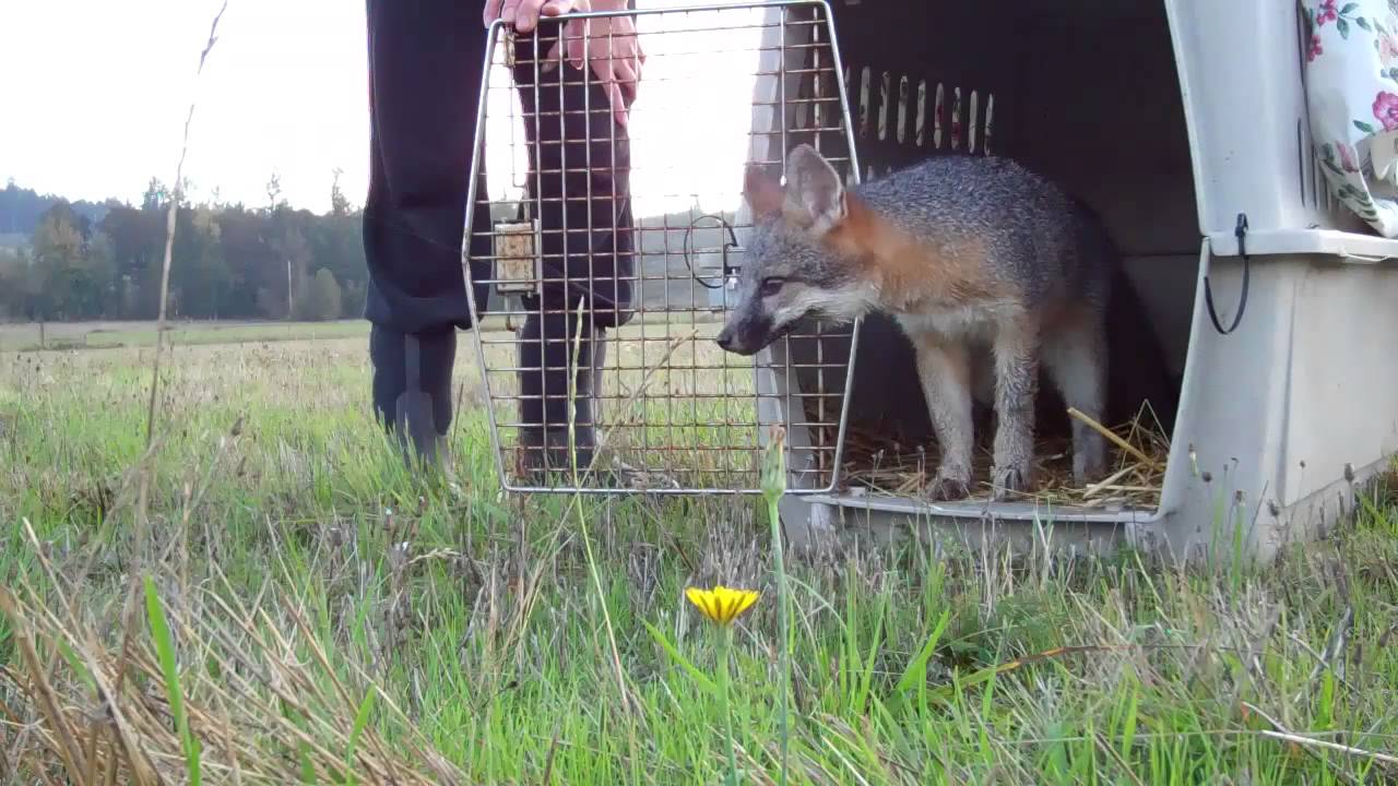 Rehabilitated Orphaned Gray Foxes Released