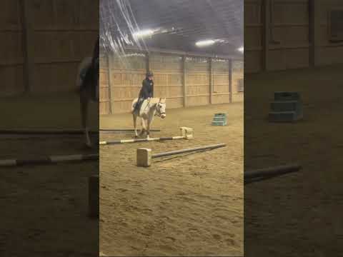jazz is the best little roan || #jazzy #horse #horseenthusiast #equestrian #horsefarms #horsemanship