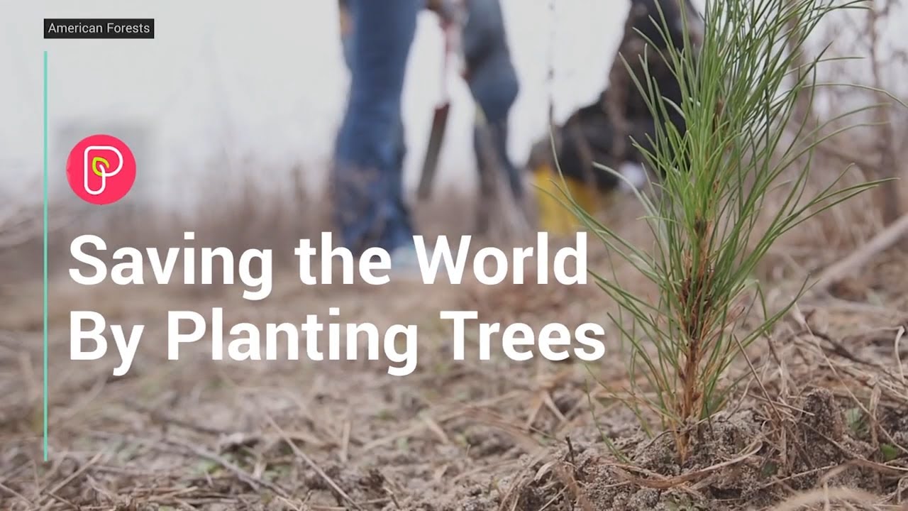 SAVING THE WORLD BY PLANTING TREES
