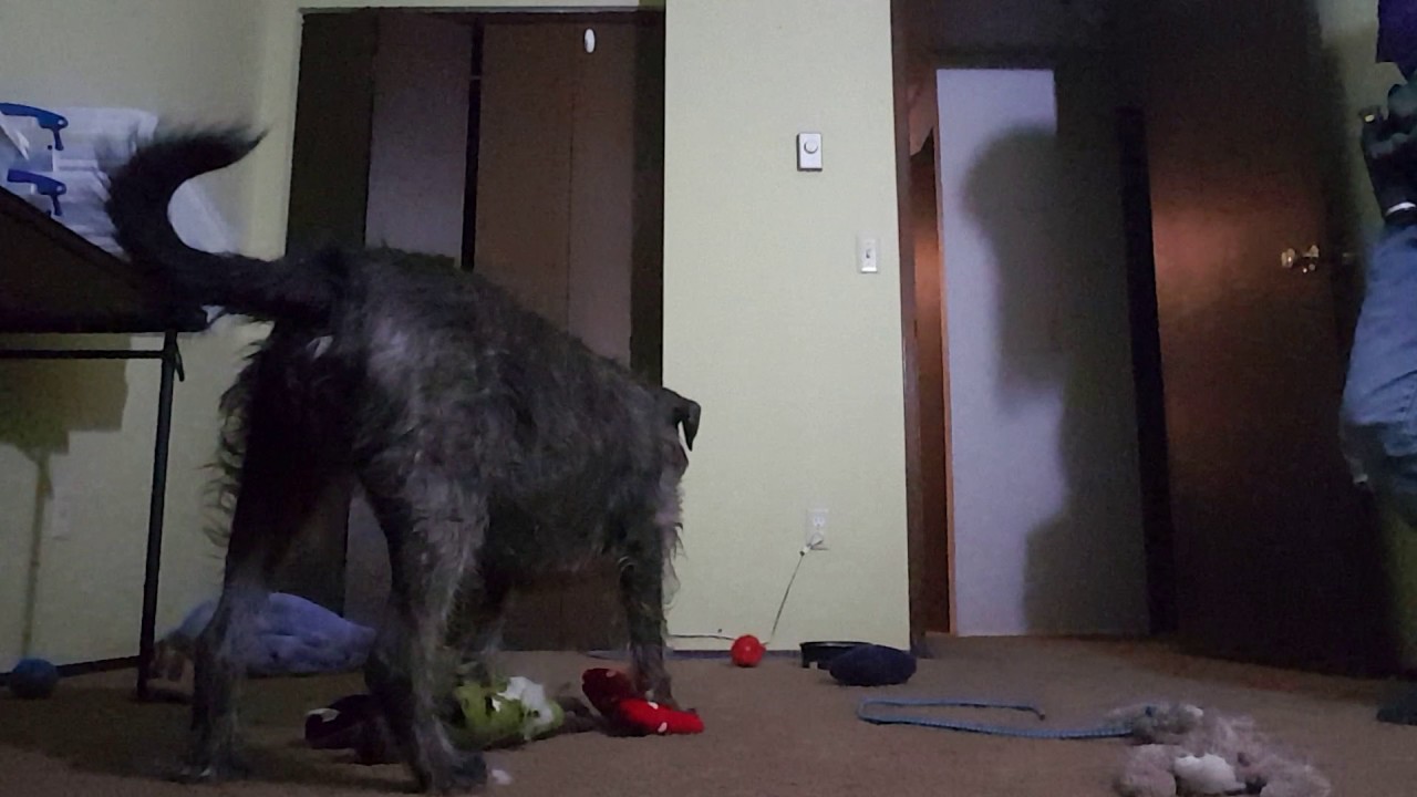 Squeaky Toy Preference Test