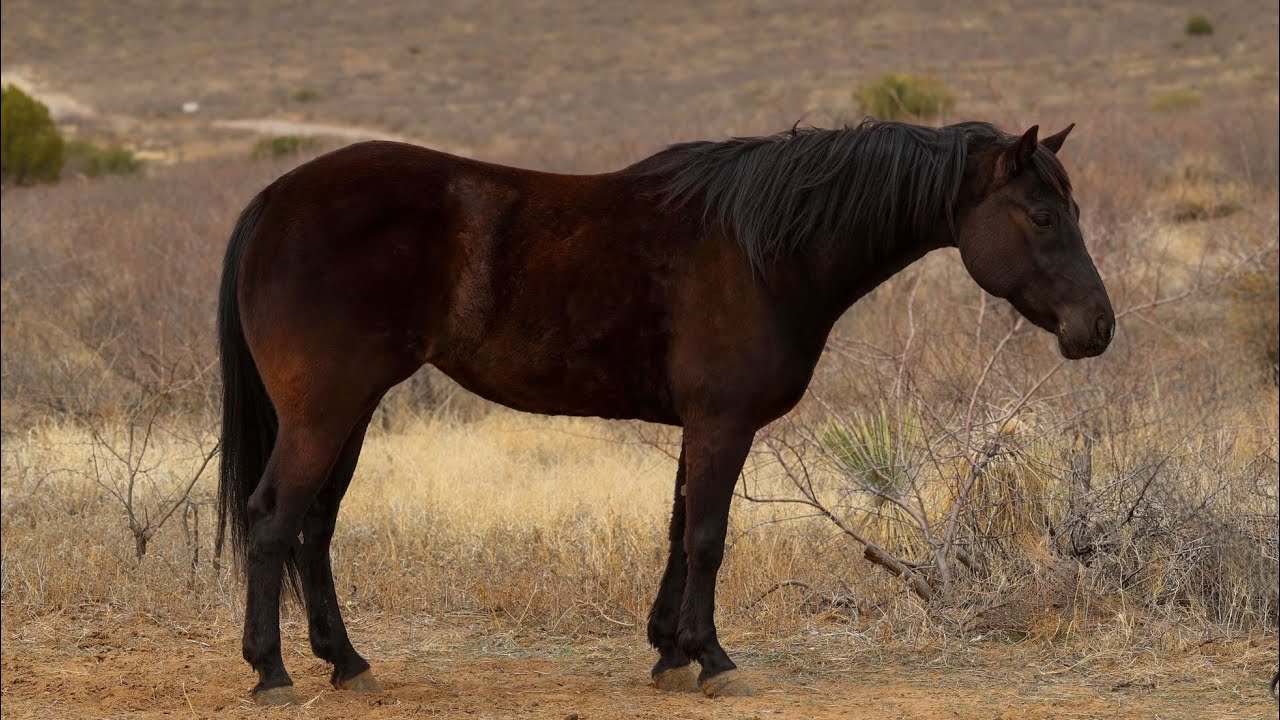 Beauty ~ Platinum Equine Auction