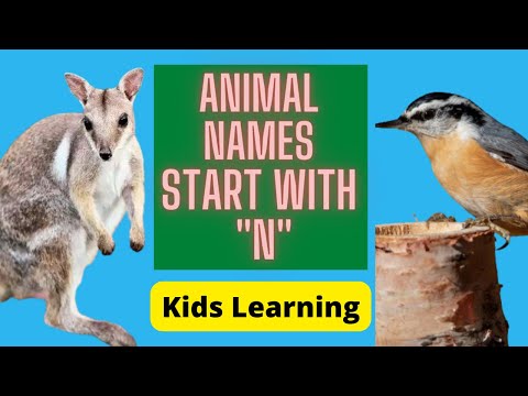 Learn Animals Name in English | Animals Starting with N | Kids education | Animals for kids
