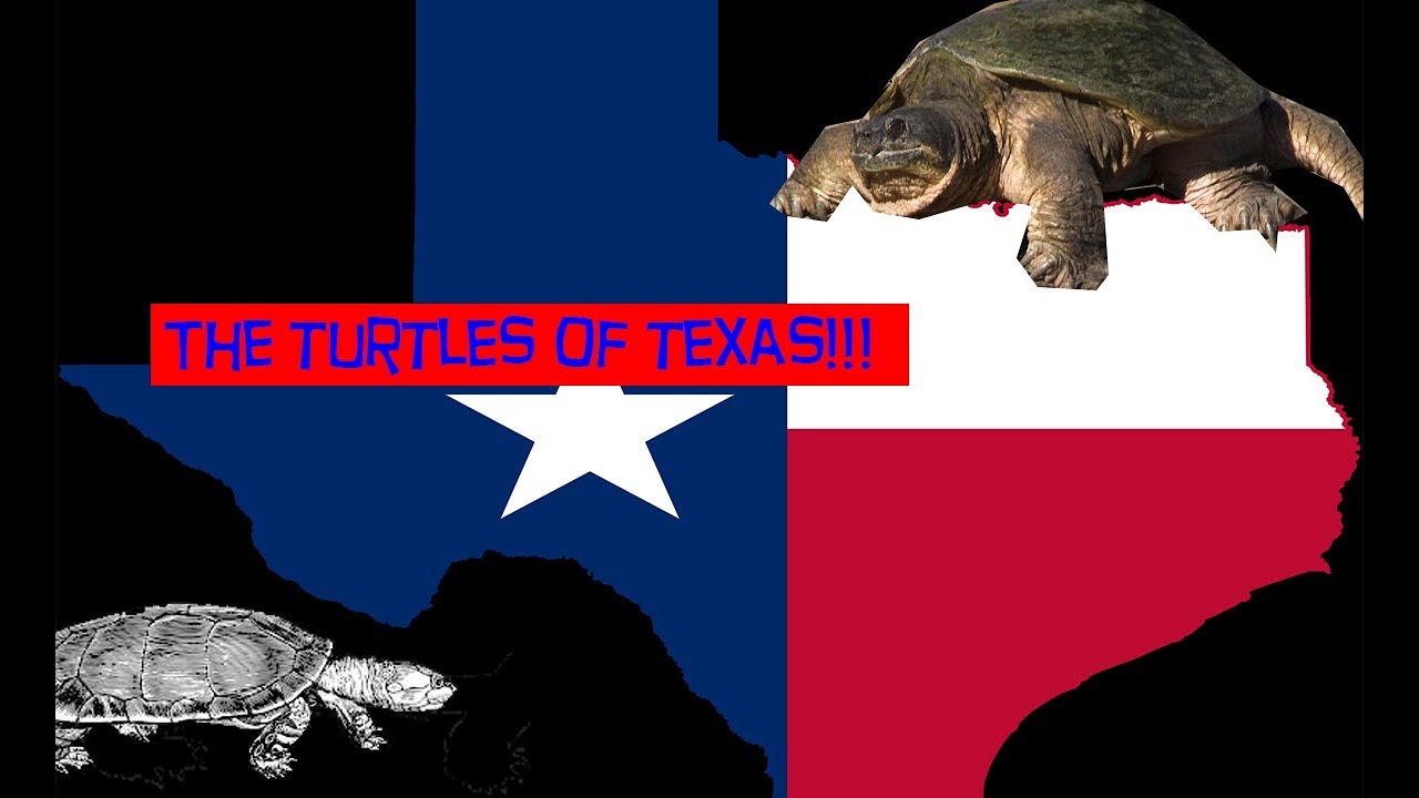 The Turtles of Texas With Michael Skibsted