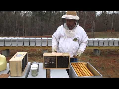 Installing a Package of Honey bees