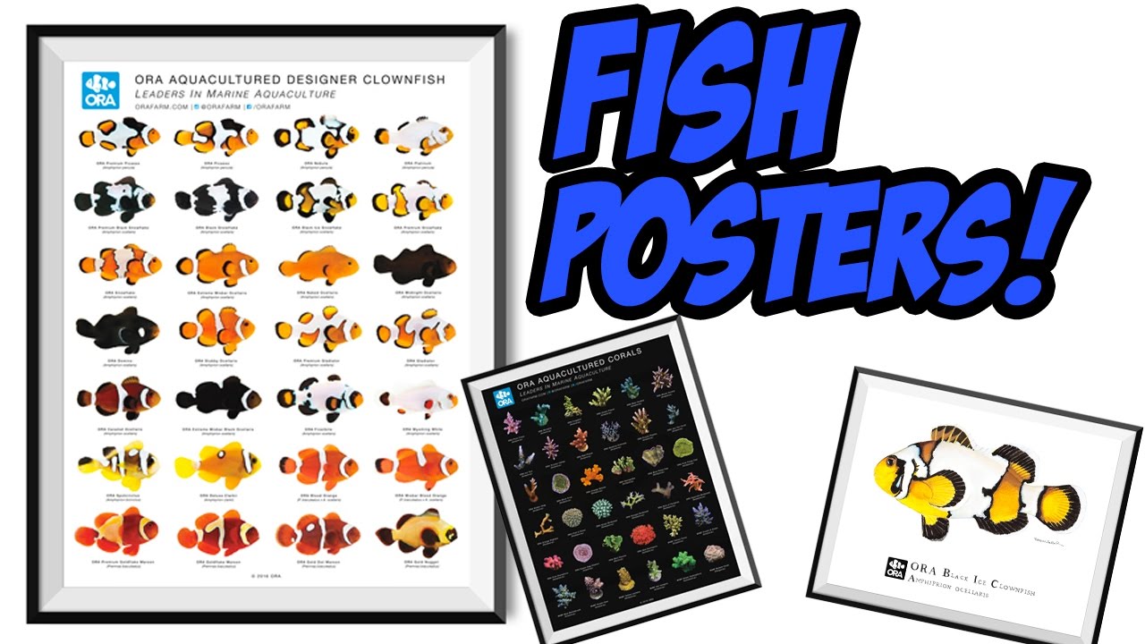 Awesome ORA Posters for Fish Room or Bedroom!