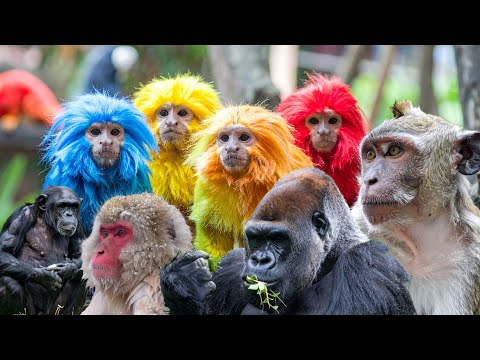 π¦π Shortest to Longest Living Primates β You Wonβt Believe Who Lives Longest and lifestyles! ππ₯
