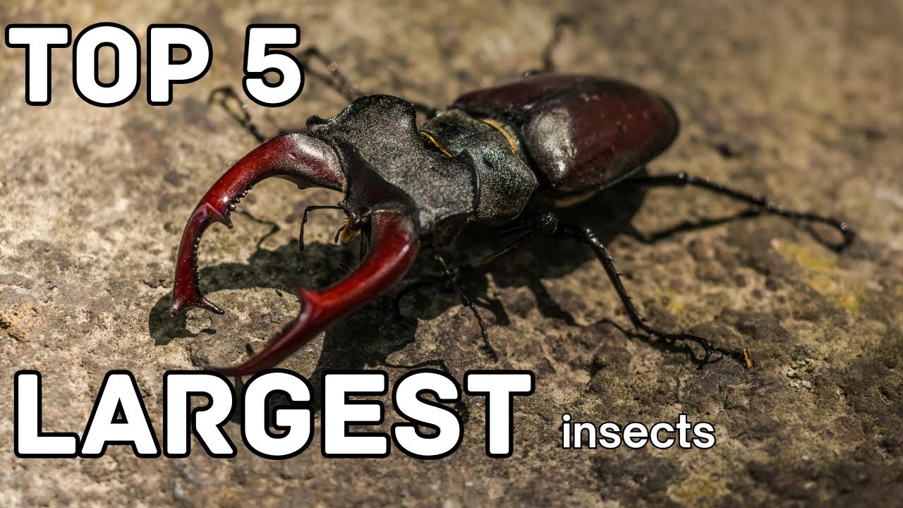 Top 5 Largest Insects in the World